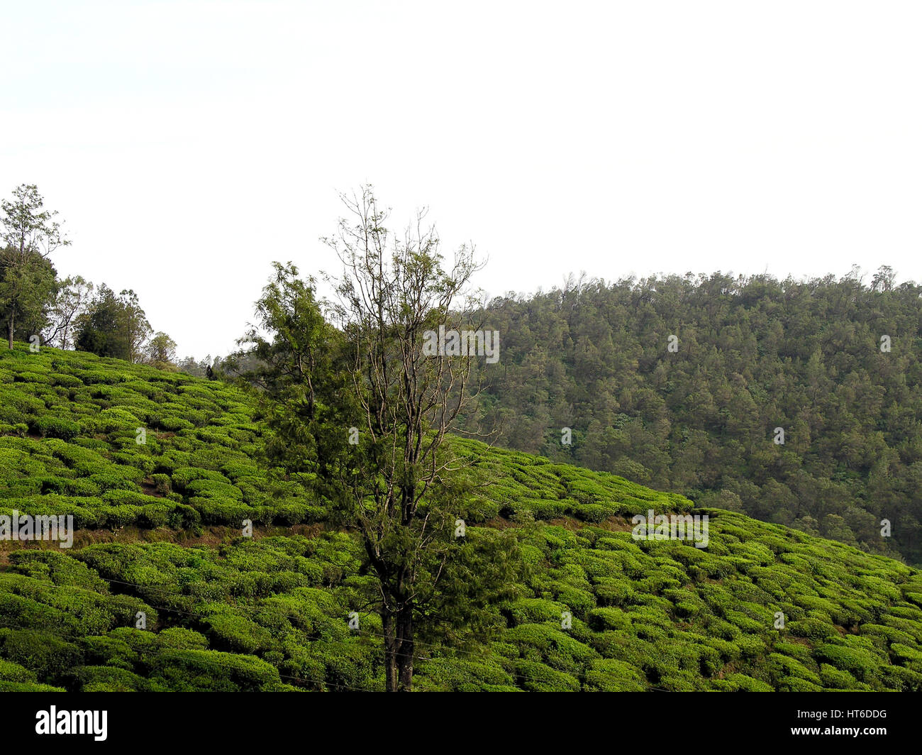 Tea Gardens at Ooty, India Stock Photo - Alamy