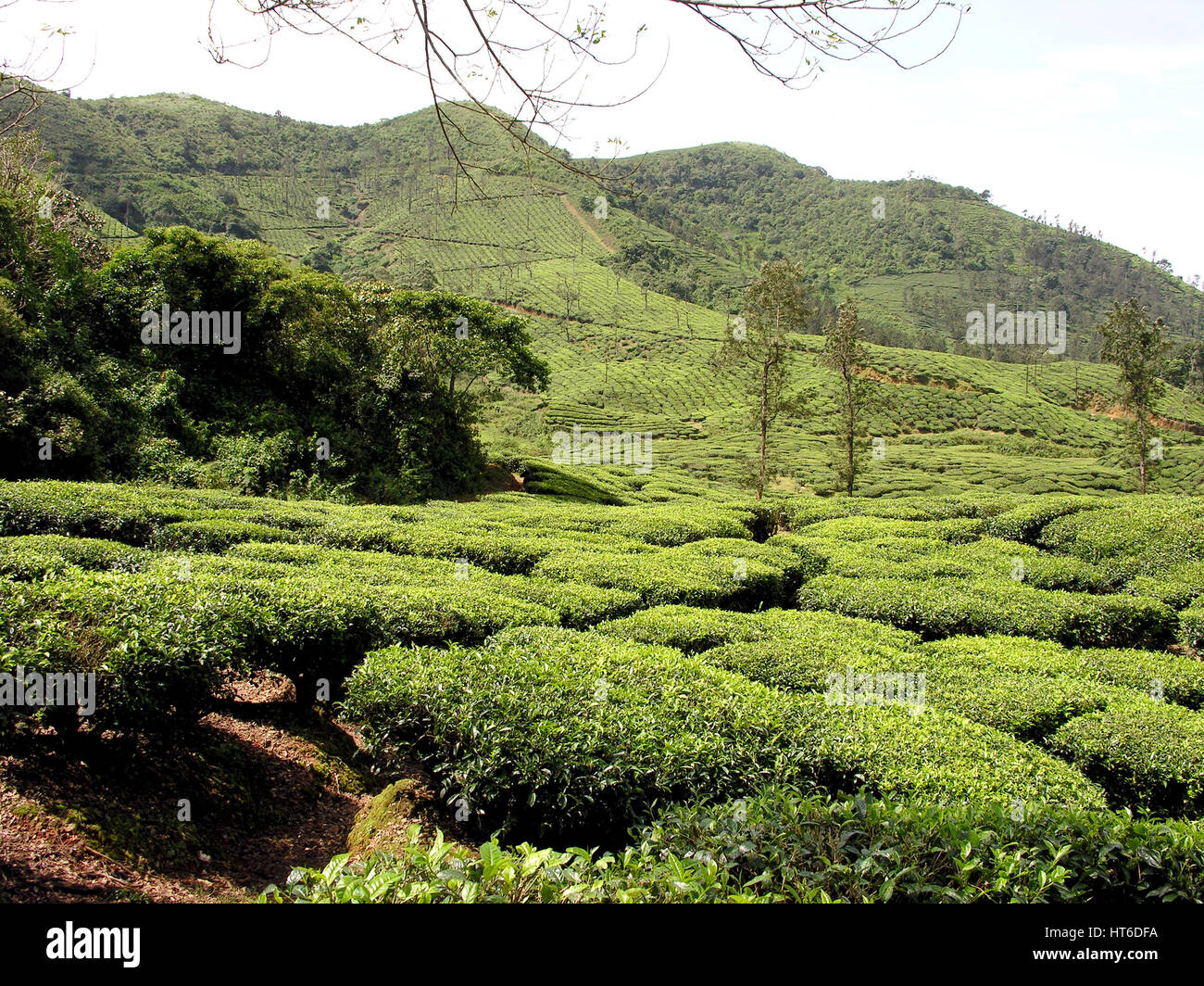 Tea Gardens at Ooty, India Stock Photo - Alamy