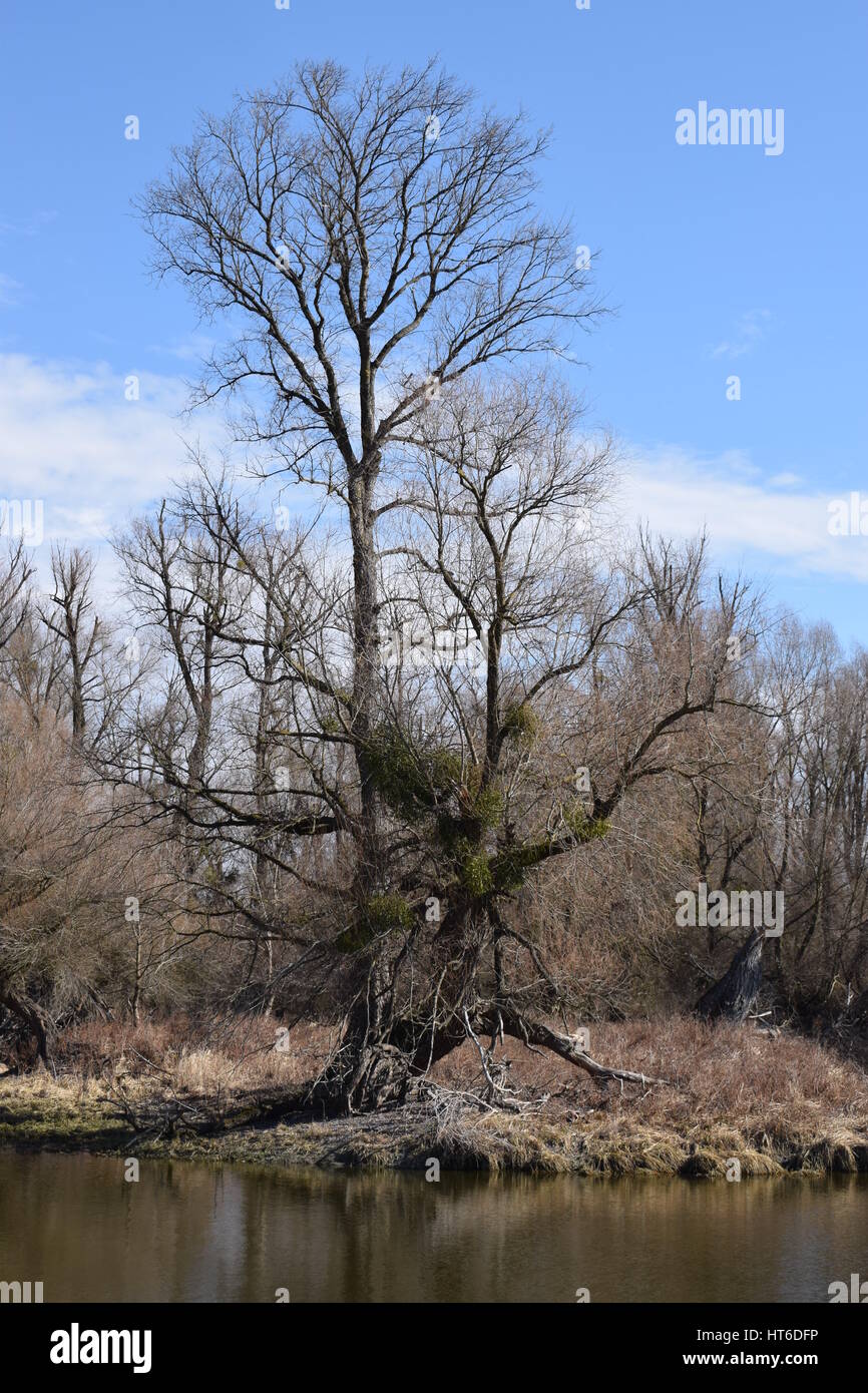 Landscape, tree in the nature park Stock Photo - Alamy