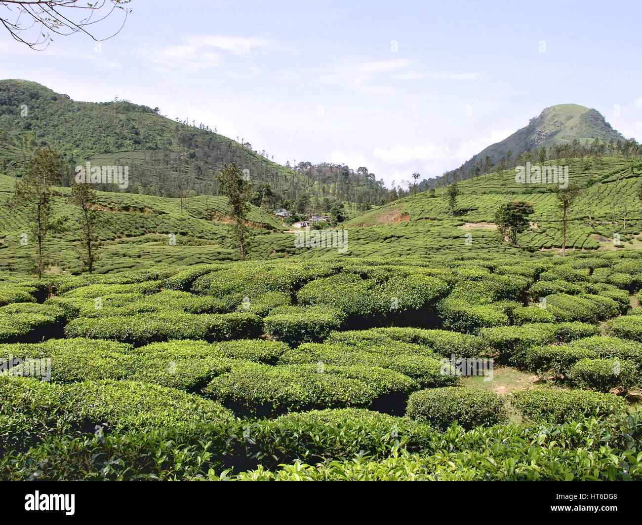 Ooty tea gardens hi-res stock photography and images - Alamy