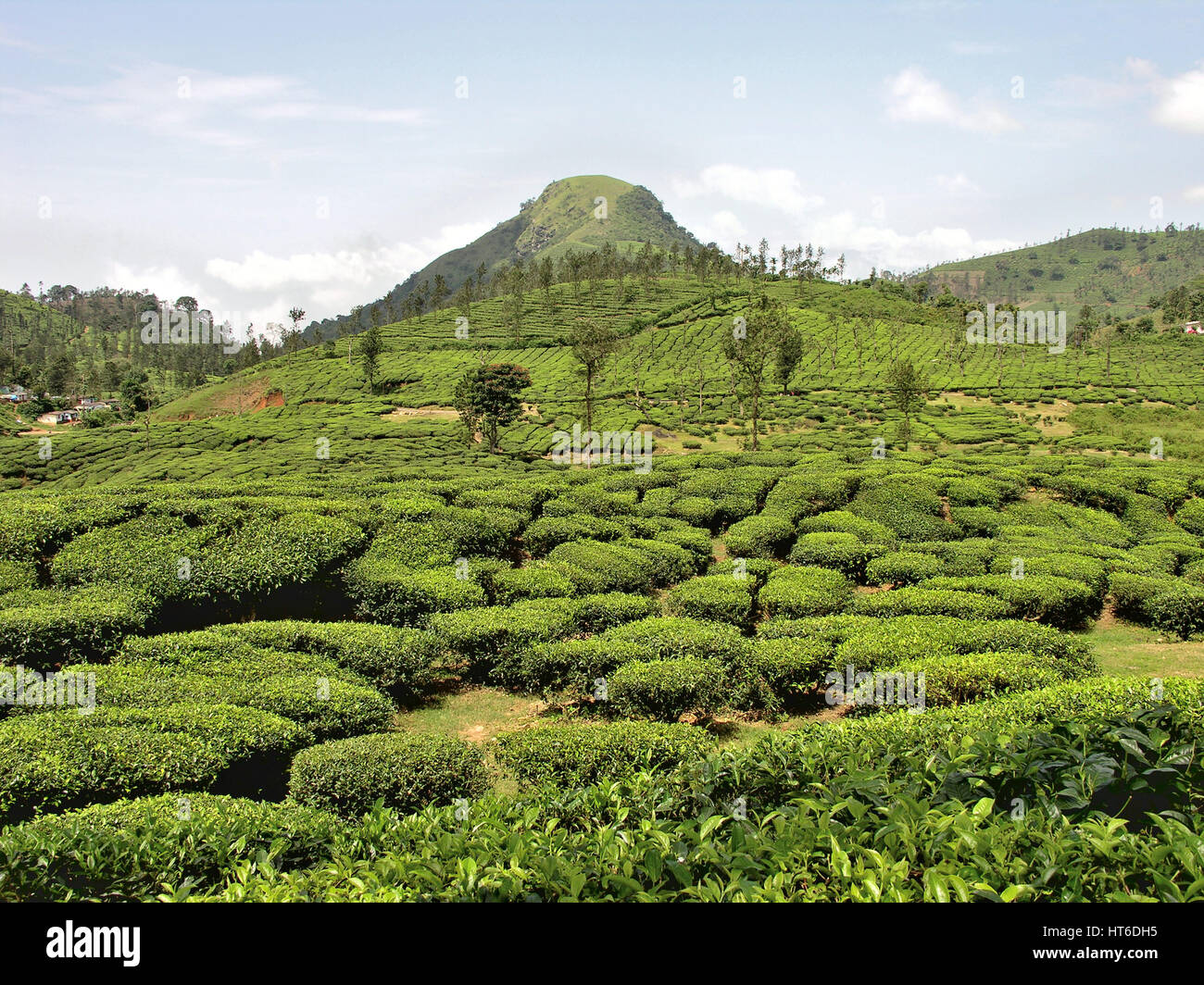 Ooty tea gardens hi-res stock photography and images - Alamy