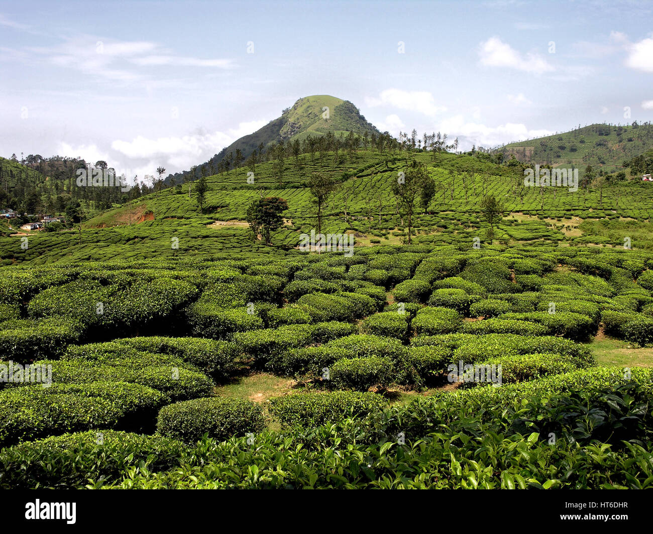 Tea Gardens at Ooty, India Stock Photo - Alamy