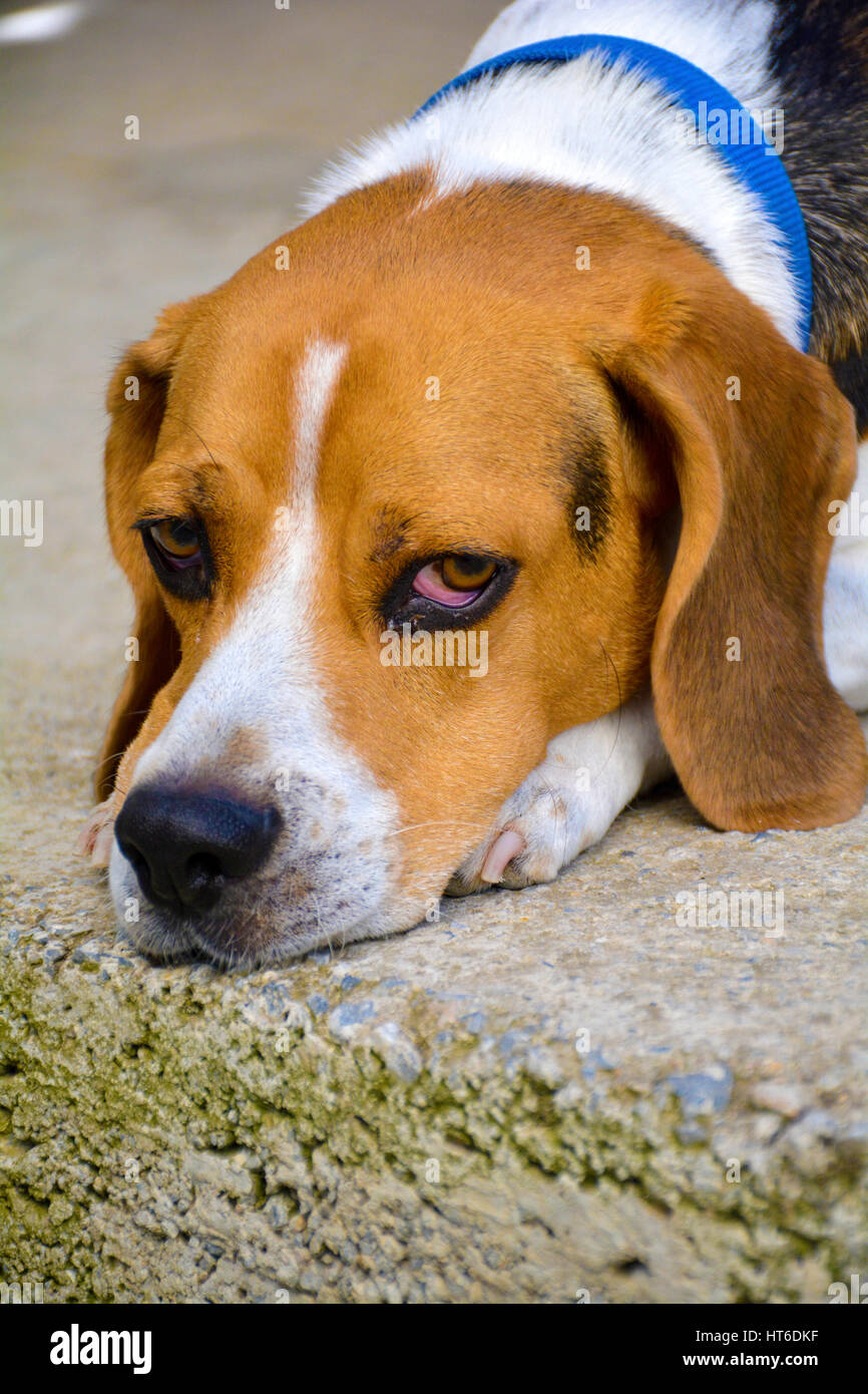 Do Beagles Have Good Eyesight