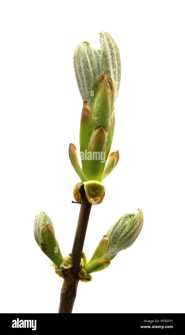 Spring twig of horse chestnut tree (Aesculus hippocastanum) with young ...