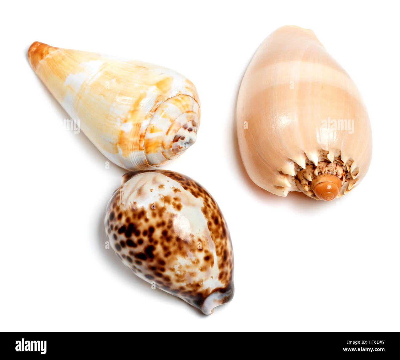 Three exotic seashells isolated on white background Stock Photo - Alamy