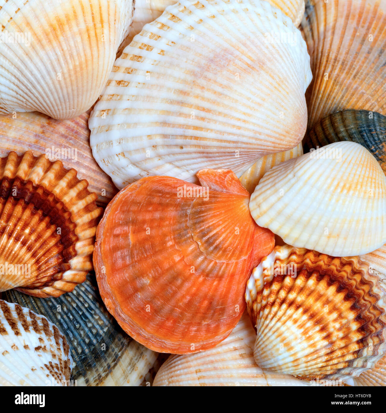 Shells of anadara and scallops at sun summer day. Natural background ...