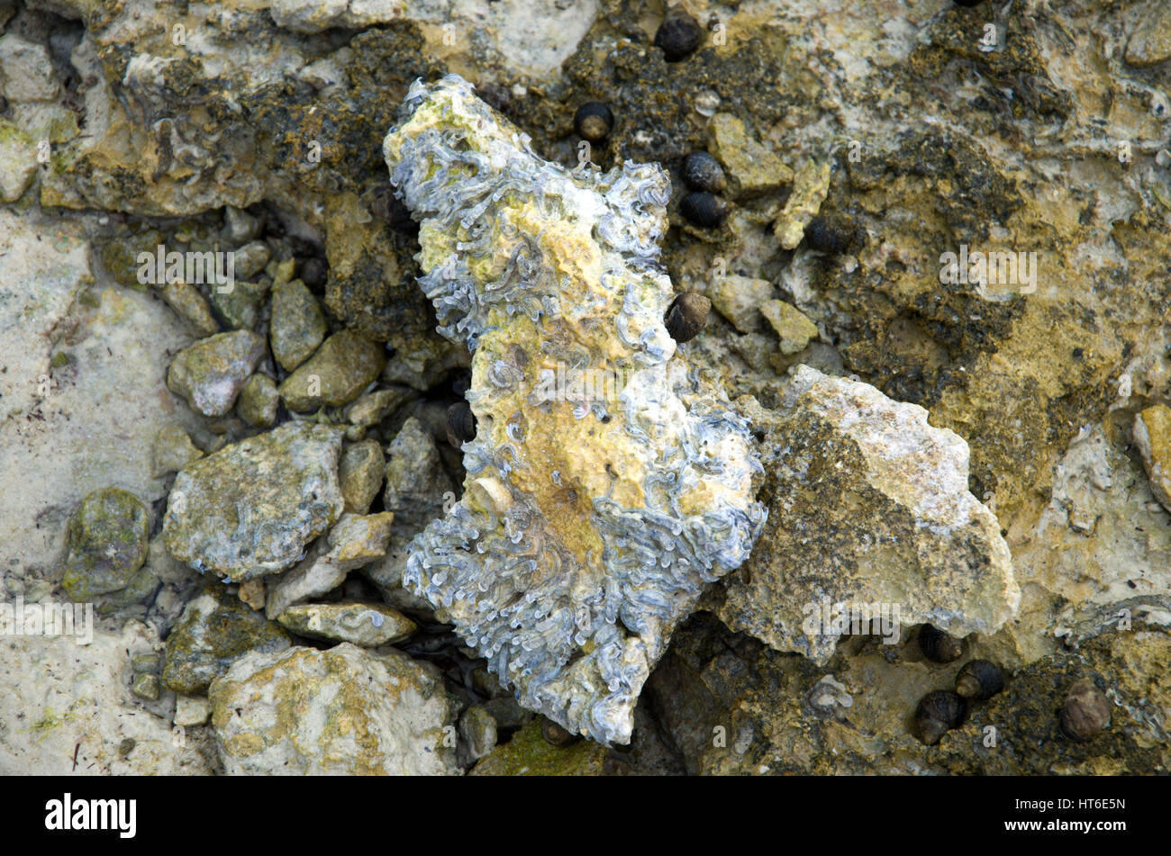 Colourful volcanic rocks on the beach of Al Ghariyah, Qatar Stock Photo ...