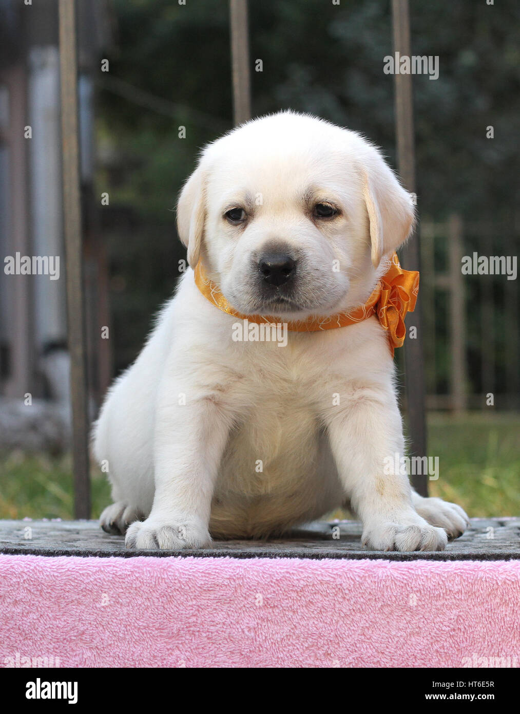 a little cute yellow labrador puppy sitting on pink background Stock ...