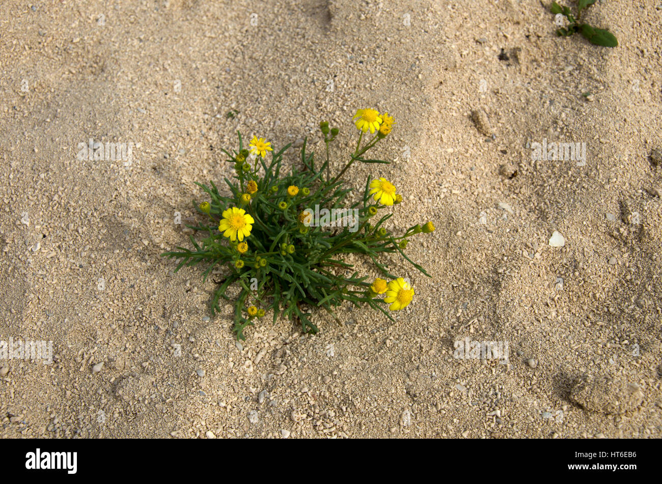 Desert flowers qatar hi-res stock photography and images - Alamy