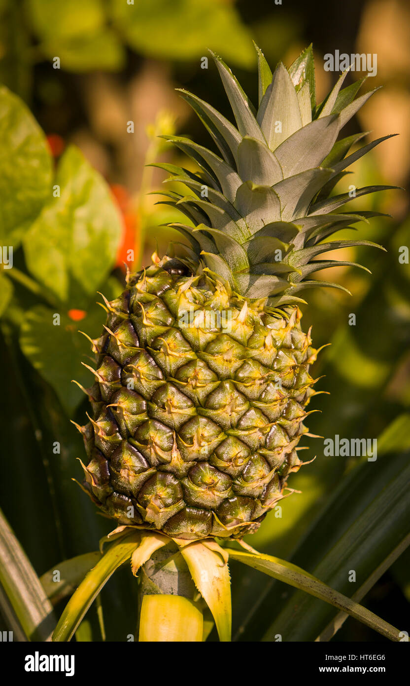 MIAMI BEACH, FLORIDA, USA - Pineapple growing in house garden Stock ...