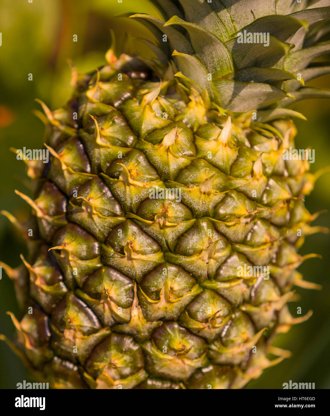 MIAMI BEACH, FLORIDA, USA - Pineapple growing in house garden Stock ...