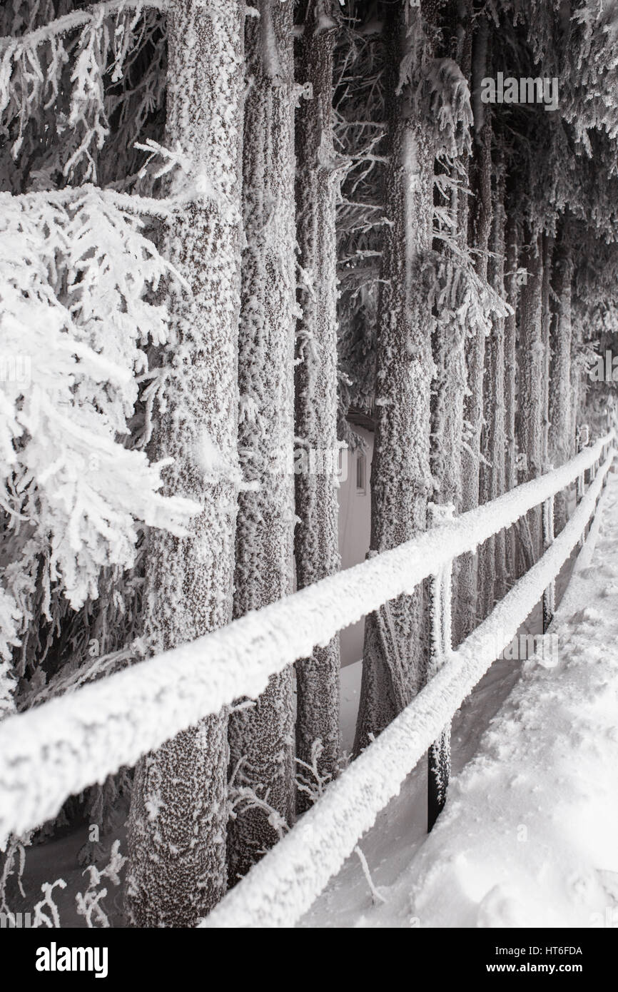 Frozen trees in winter Stock Photo - Alamy