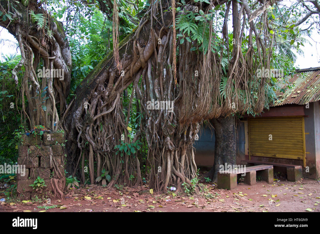 Old banyan tree supported by its aerial roots Stock Photo - Alamy