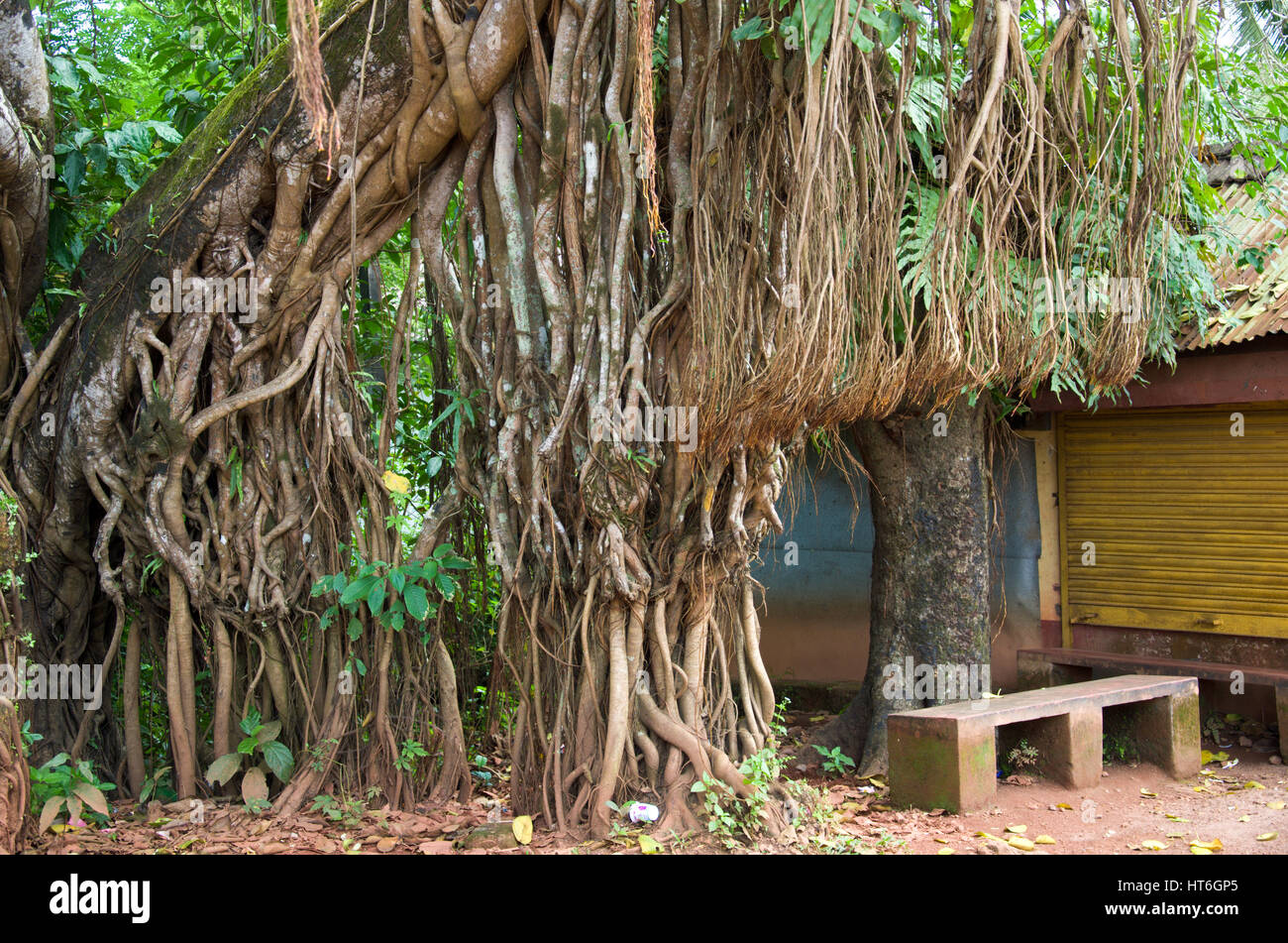 Indian banyan tree bark hi-res stock photography and images - Alamy