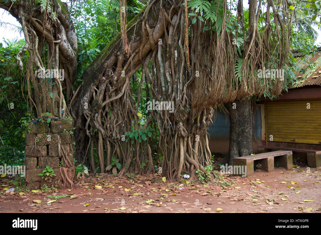 Old banyan tree supported by its aerial roots Stock Photo - Alamy