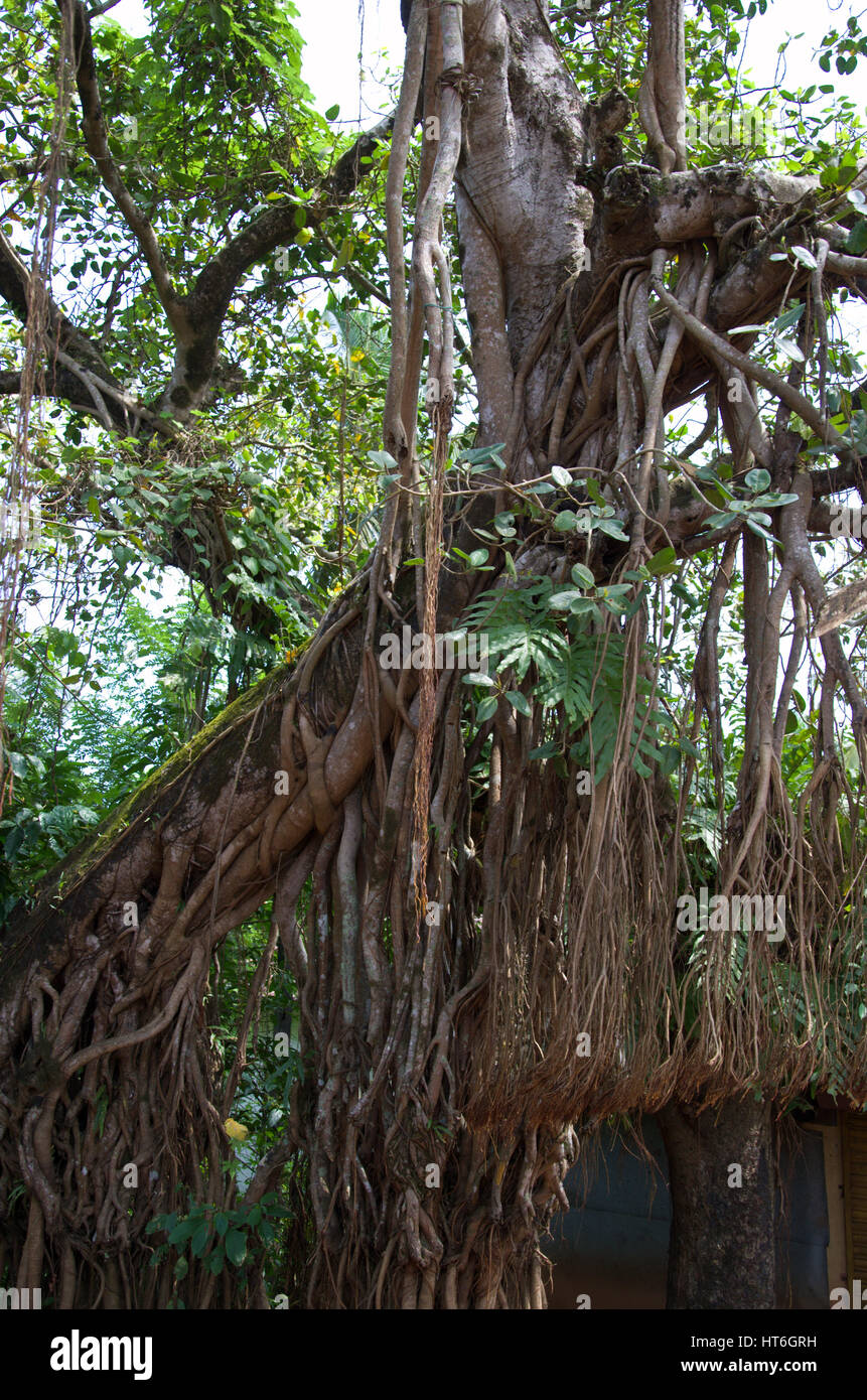 Old banyan tree supported by its aerial roots Stock Photo - Alamy