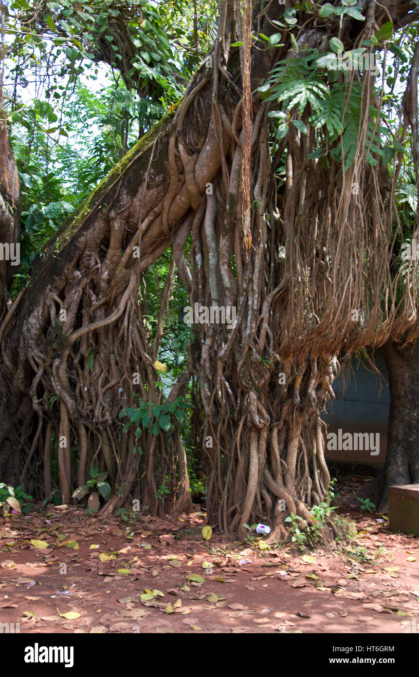 Old banyan tree supported by its aerial roots Stock Photo - Alamy