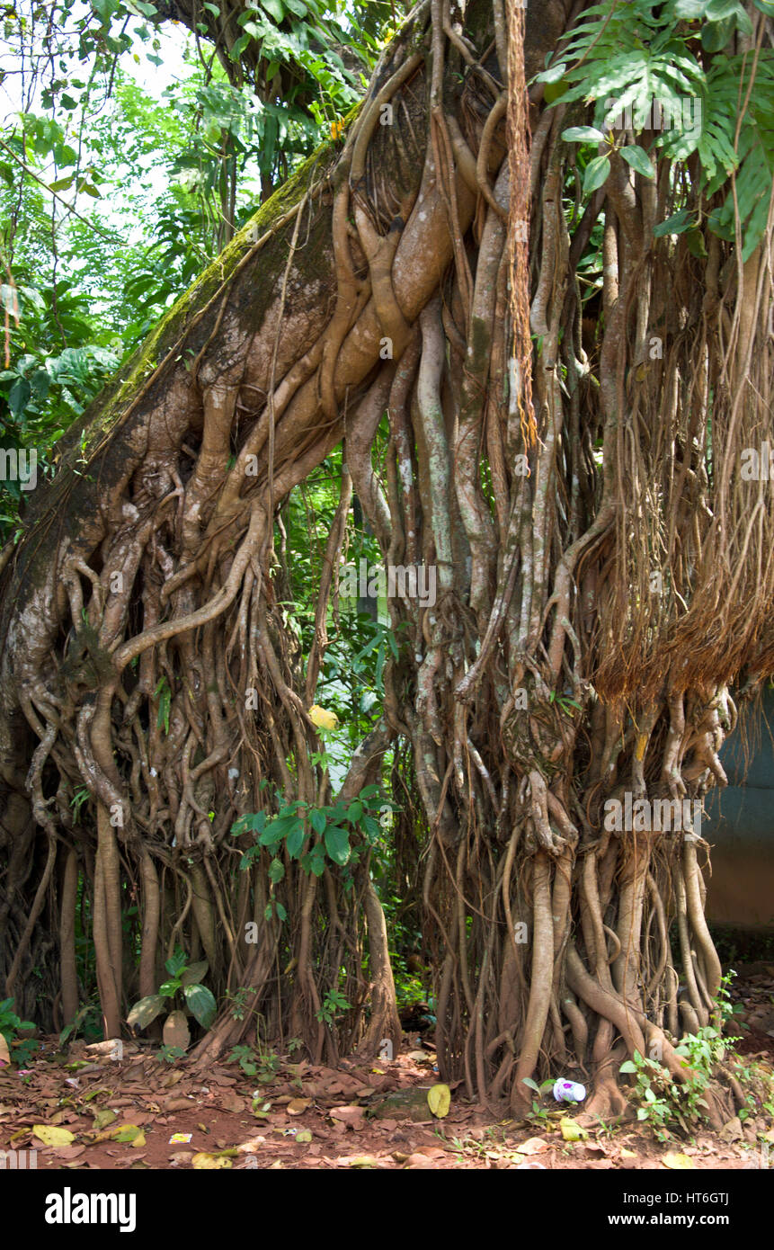 Old banyan tree supported by its aerial roots Stock Photo - Alamy