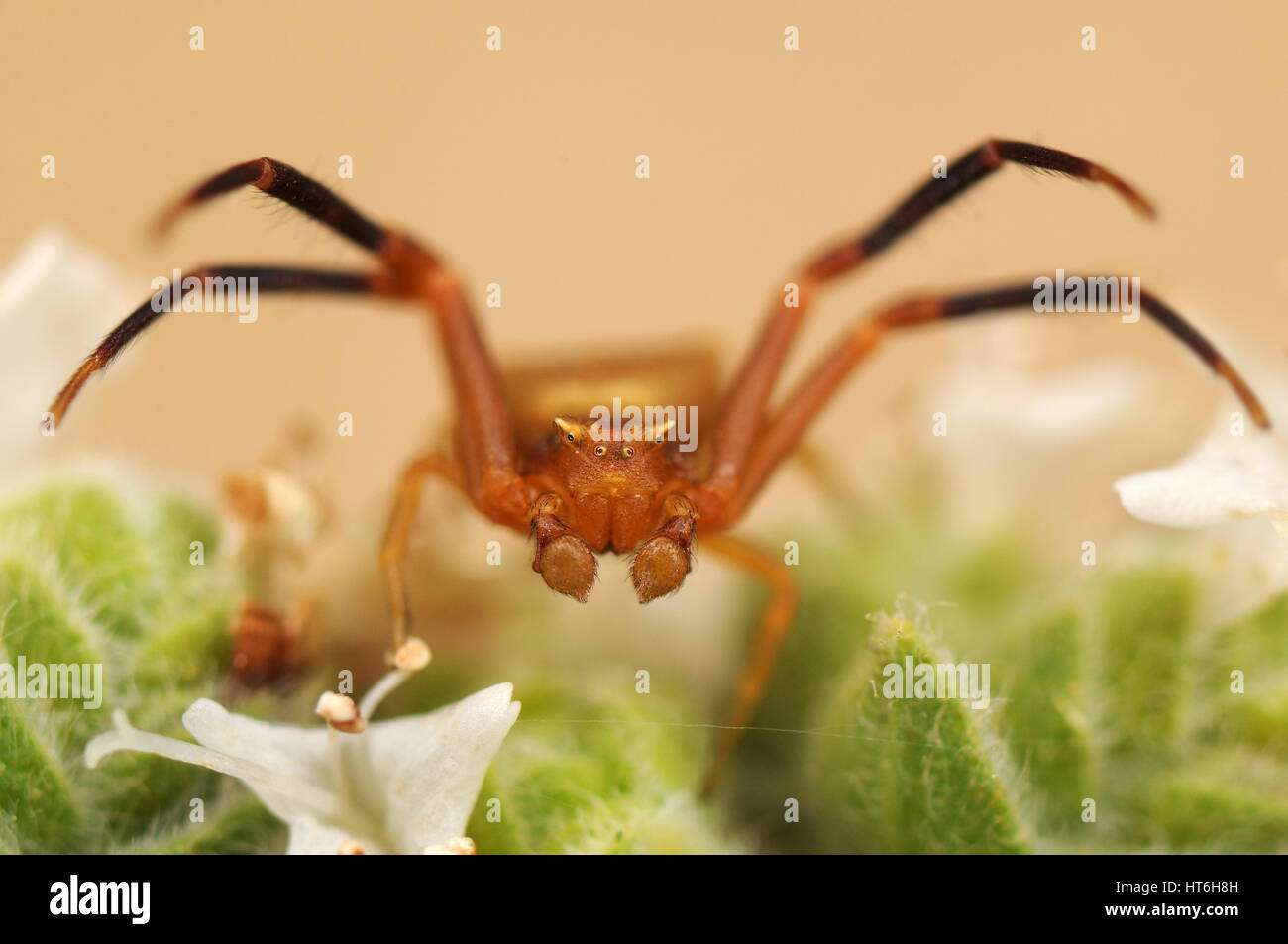 Thomisus onustus spider (male Stock Photo - Alamy