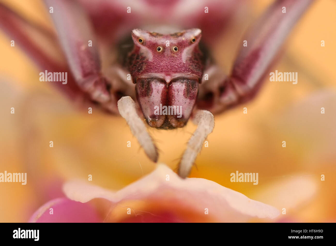 Thomisus onustus spider (female Stock Photo - Alamy