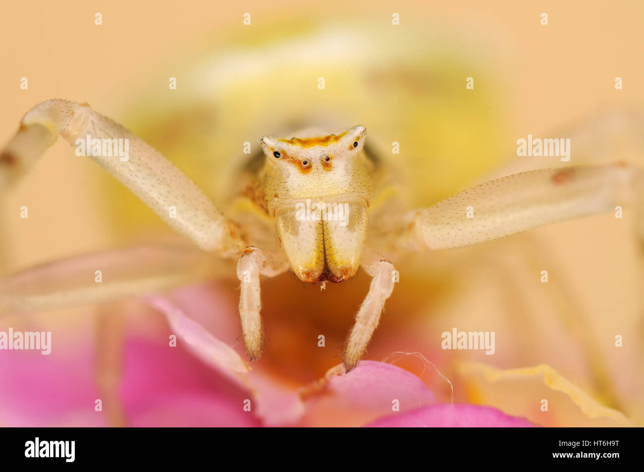 Greek spiders hi-res stock photography and images - Alamy