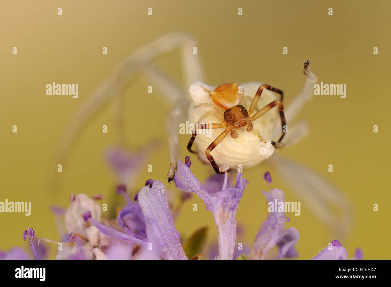 Spiders mating hi-res stock photography and images - Alamy
