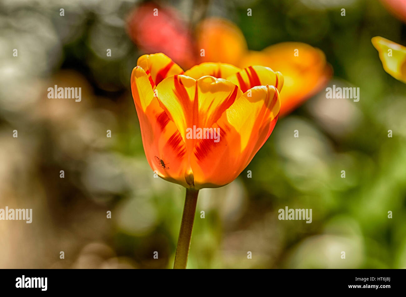 Single yellow tulip one petal hi-res stock photography and images - Alamy