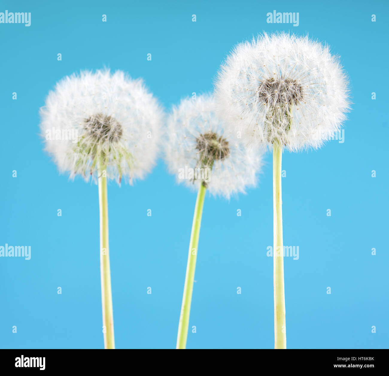 Dandelion flower on sky background. Object isolated on blue. Spring ...