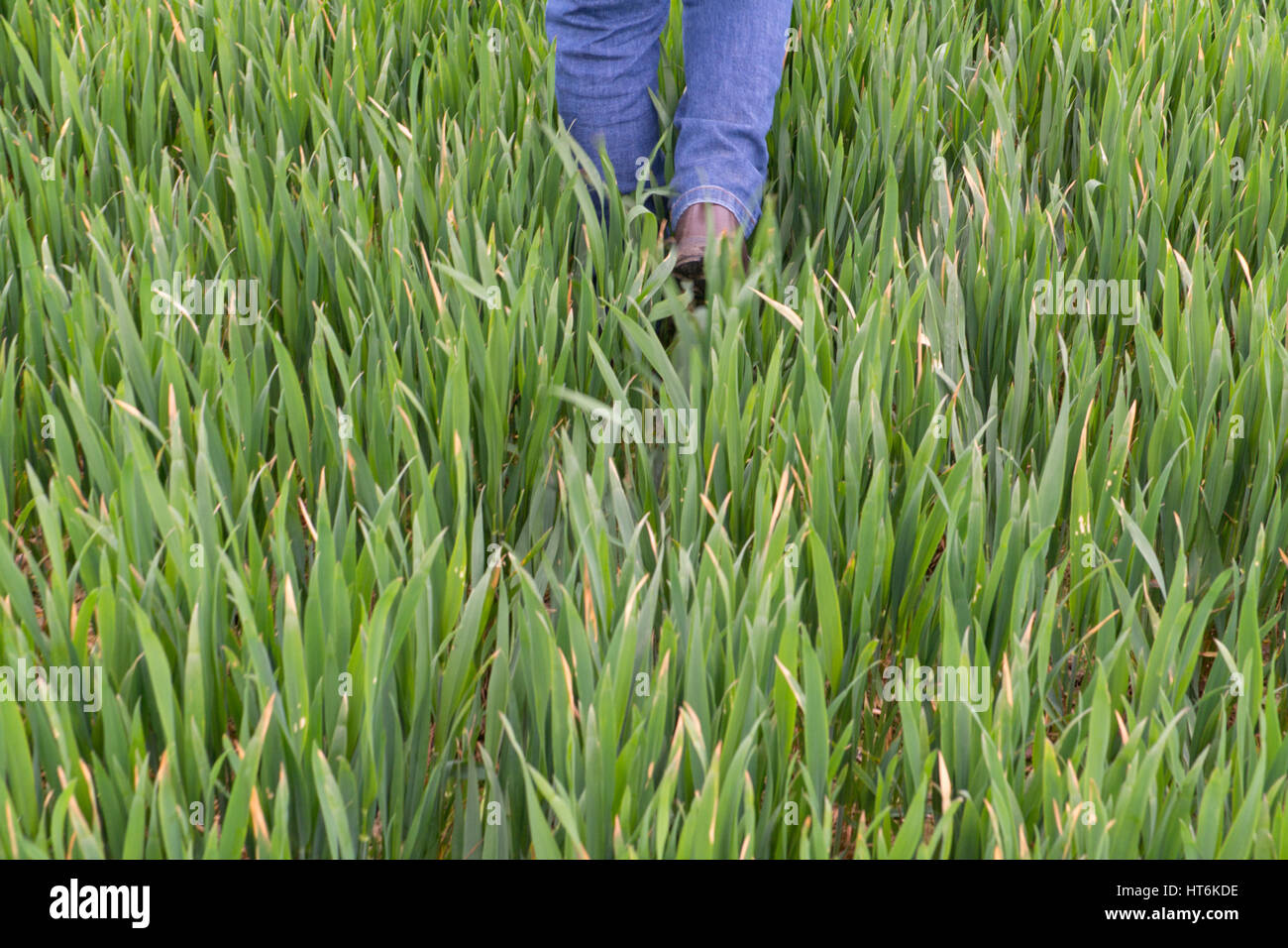 Walking Through Cornfield High Resolution Stock Photography and Images ...