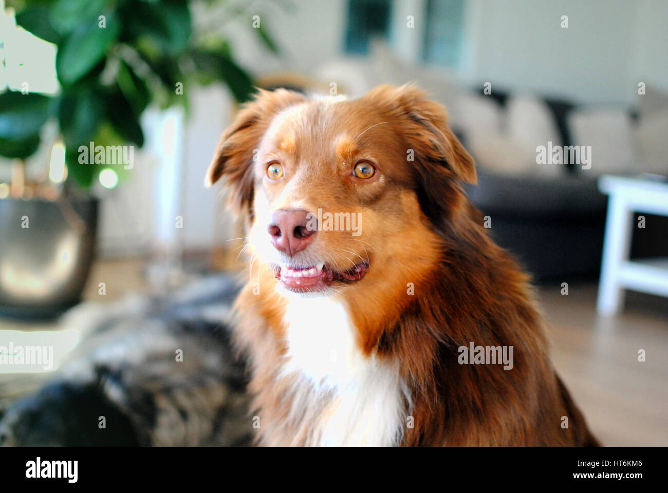 dog showing teeth Stock Photo - Alamy