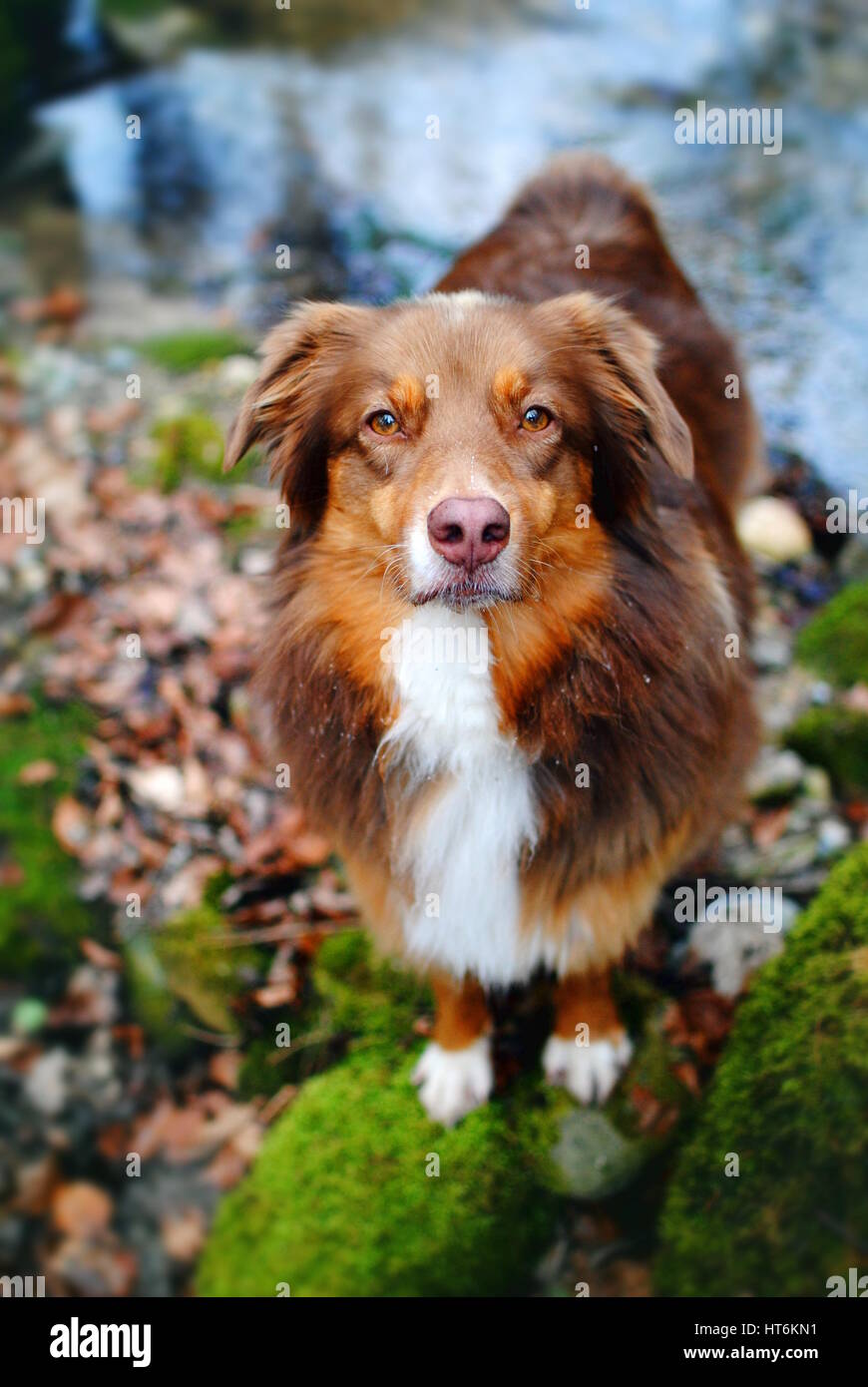 dog by stream Stock Photo - Alamy