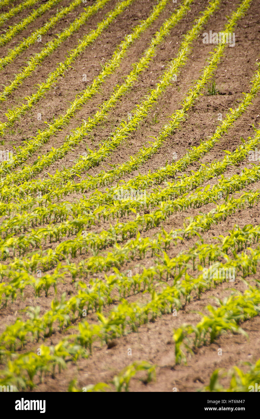 Crops in the field near Vilamaior, Monterroso, Galicia, Spain Stock ...
