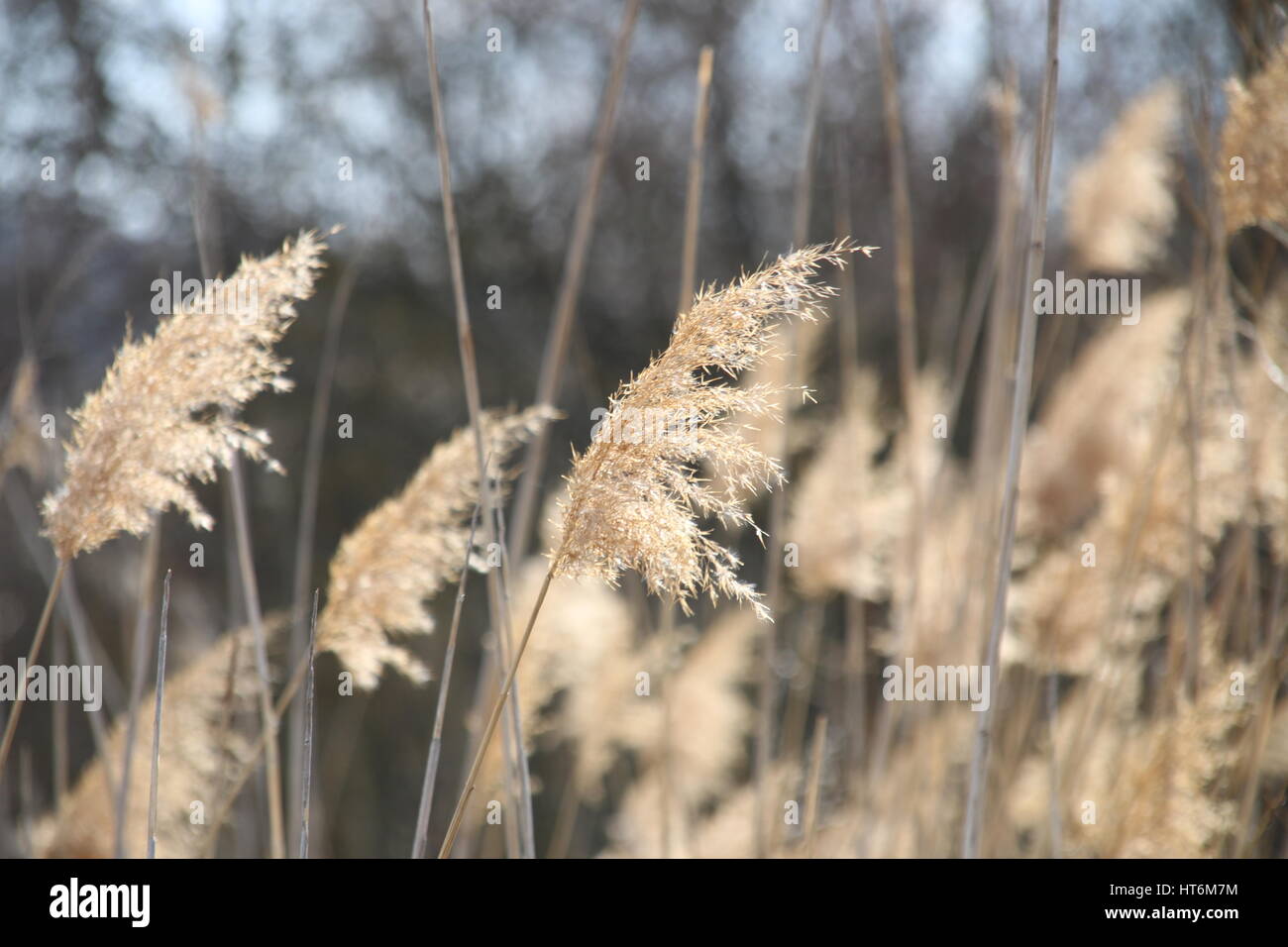 Beautiful natural background, bulrush. Rural landscape with dry reed ...
