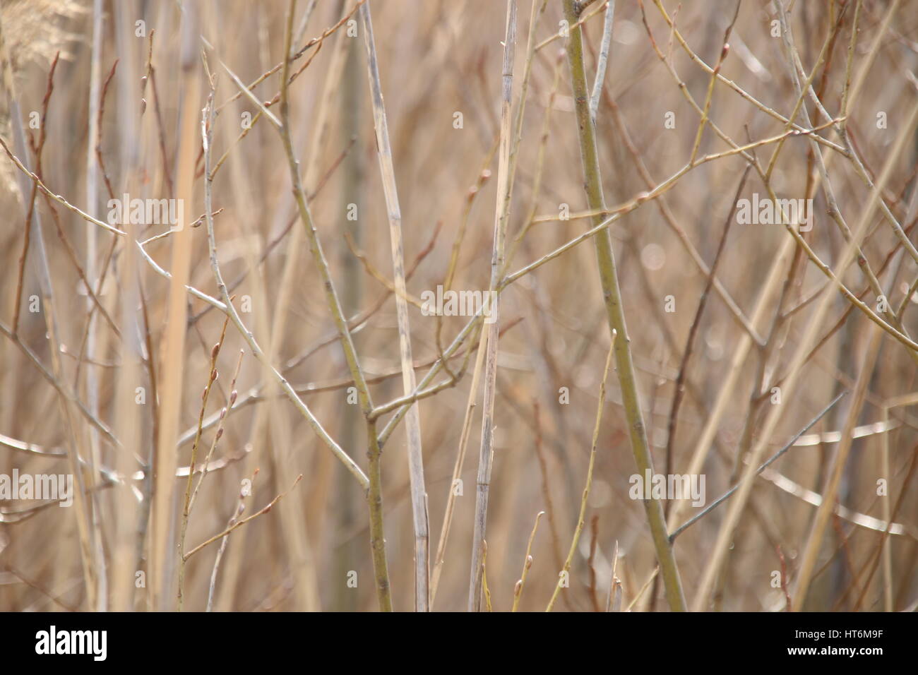 Beautiful natural background, bulrush. Rural landscape with dry reed ...