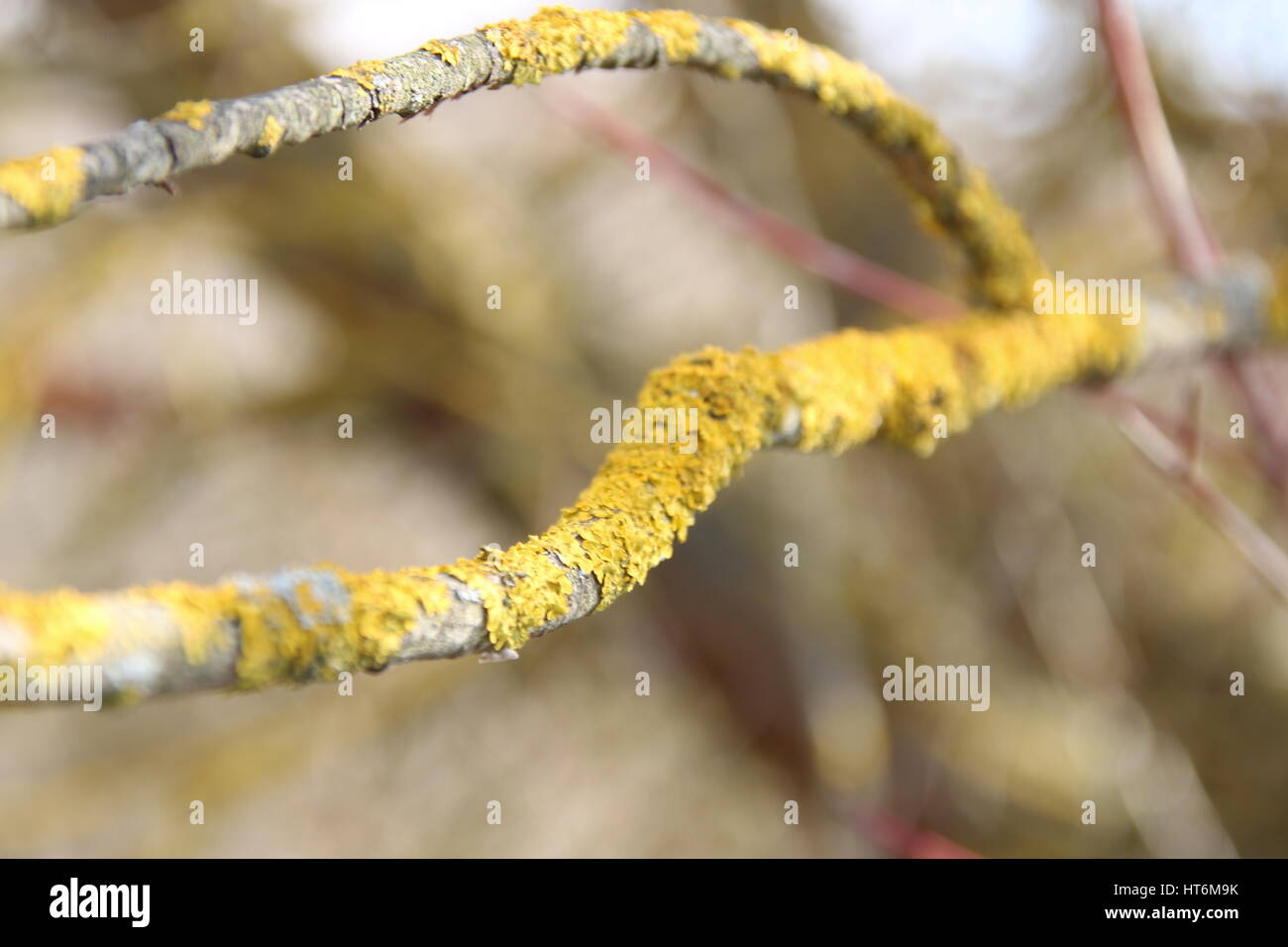 Beautiful natural background. Intense yellow lichens on a branch in the ...