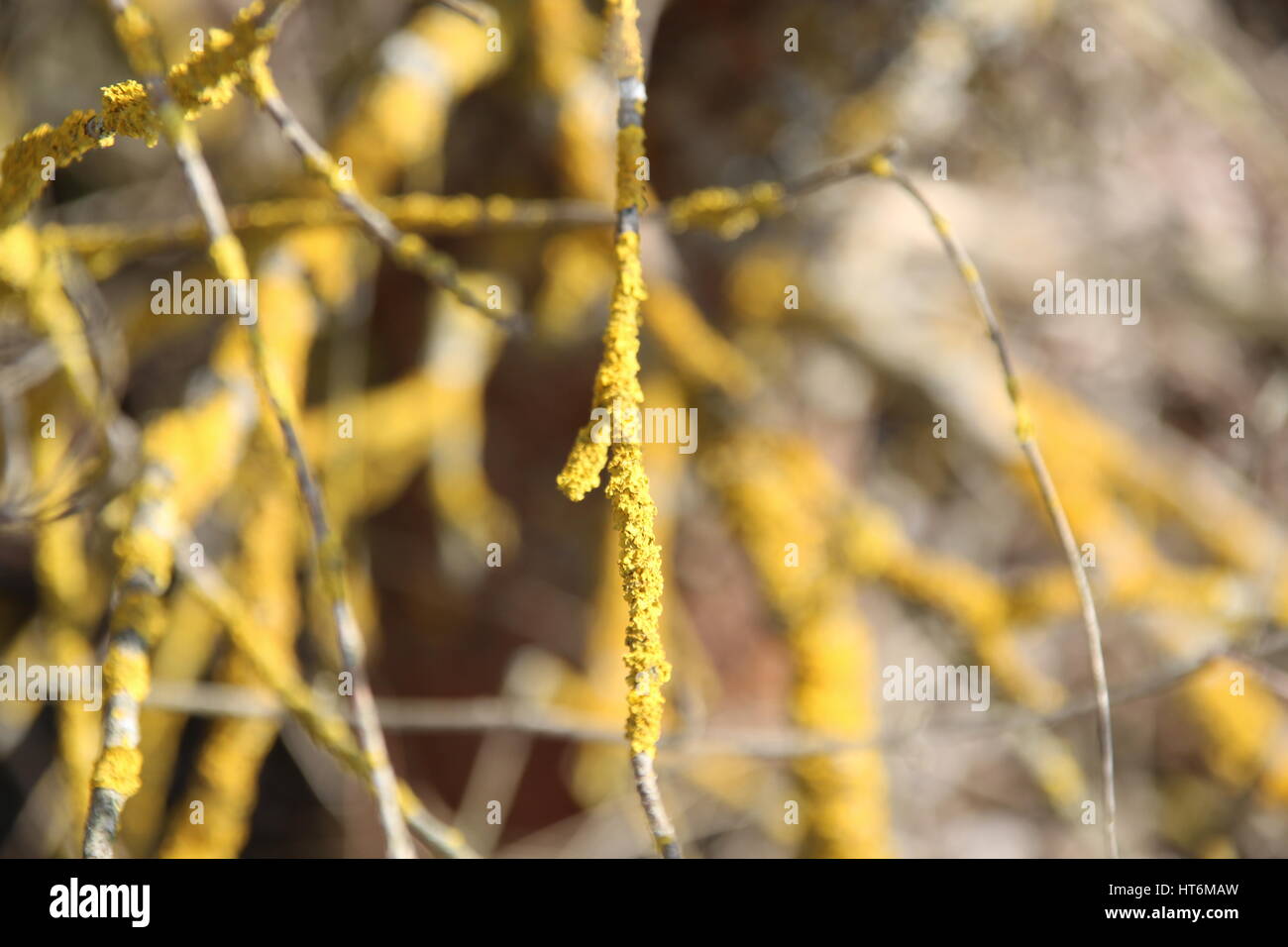Beautiful natural background. Intense yellow lichens on a branch in the ...