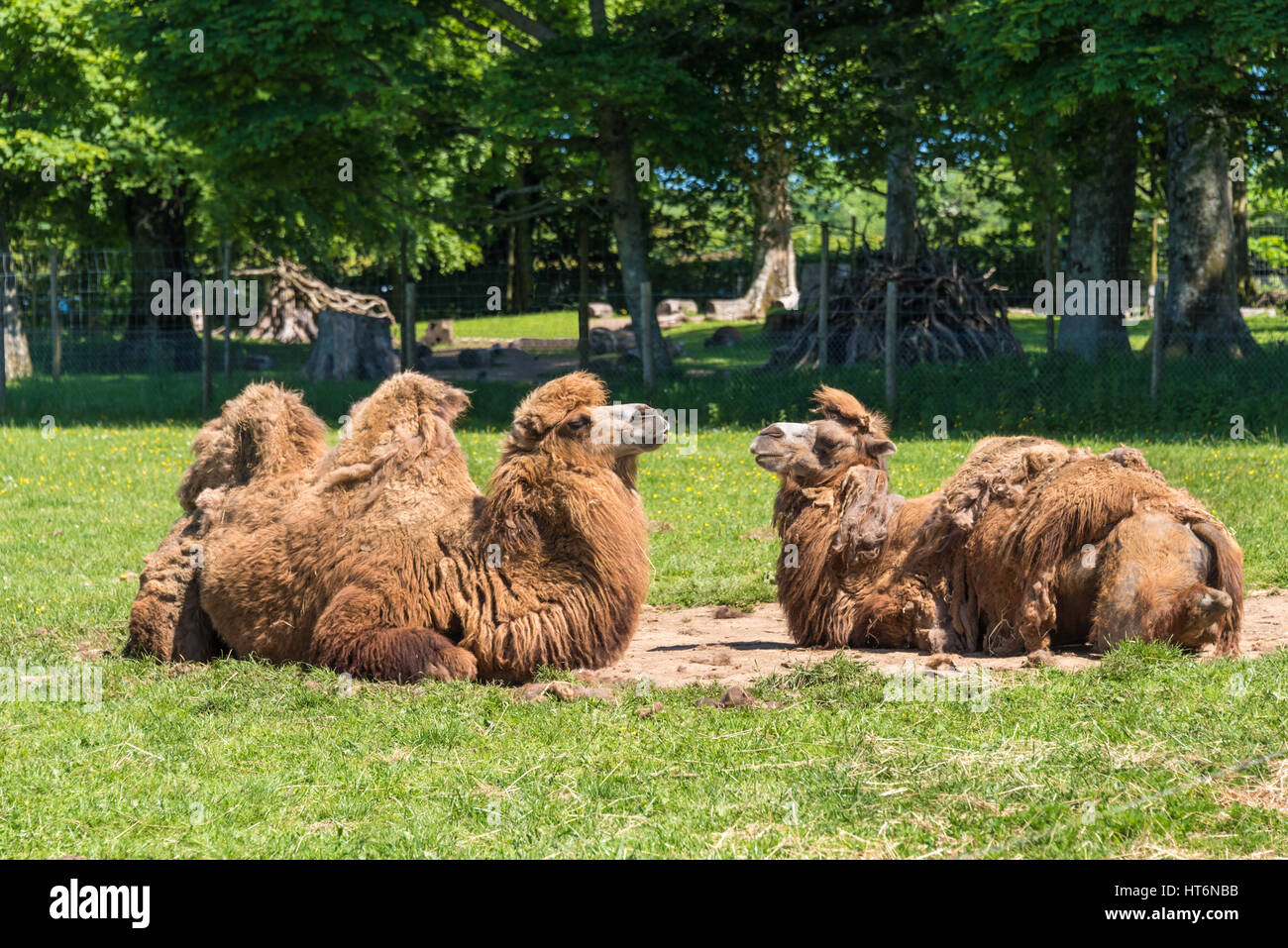 Wild bactrian camel hi-res stock photography and images - Alamy