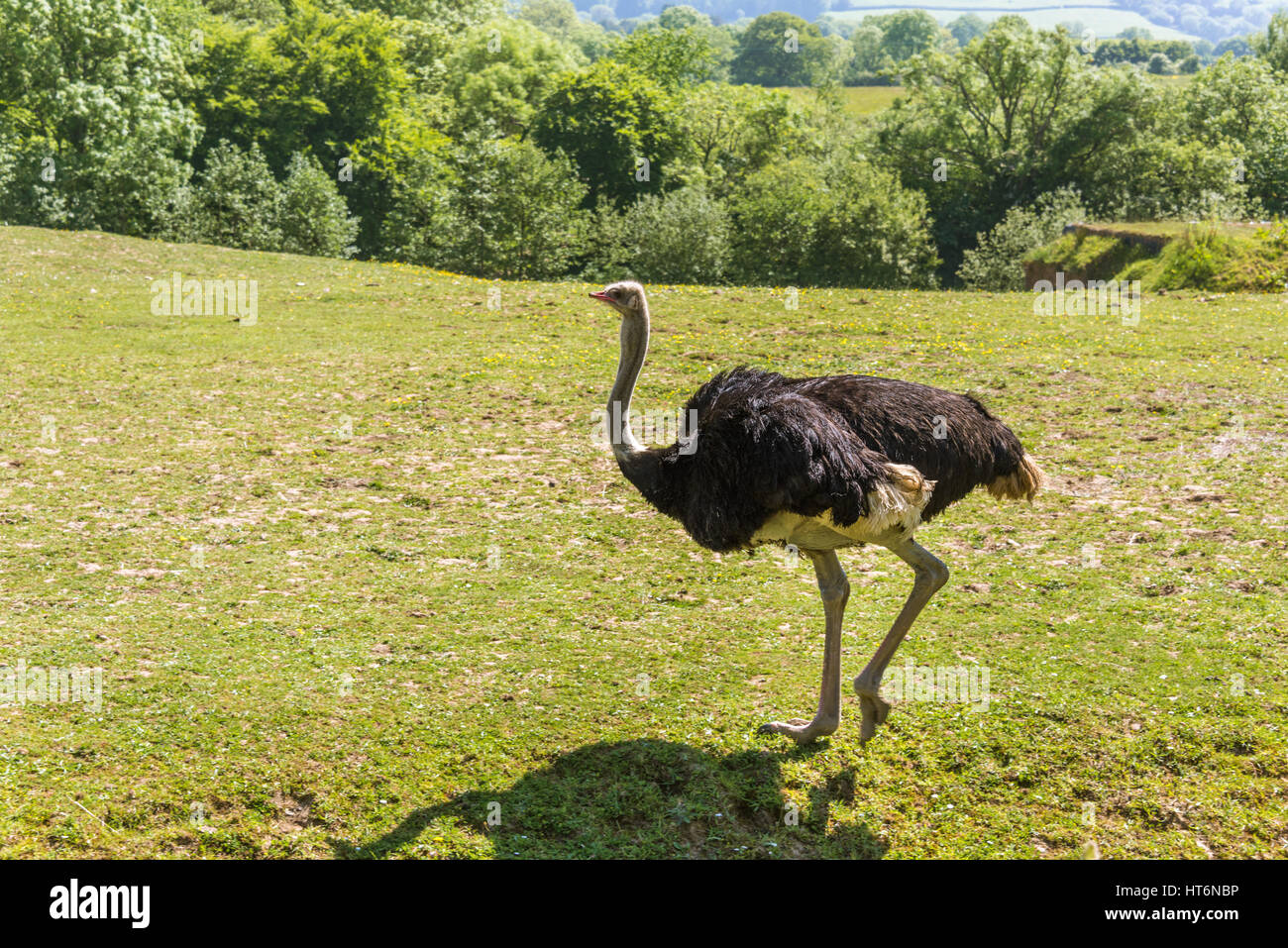 Flightless ostrich hi-res stock photography and images - Alamy