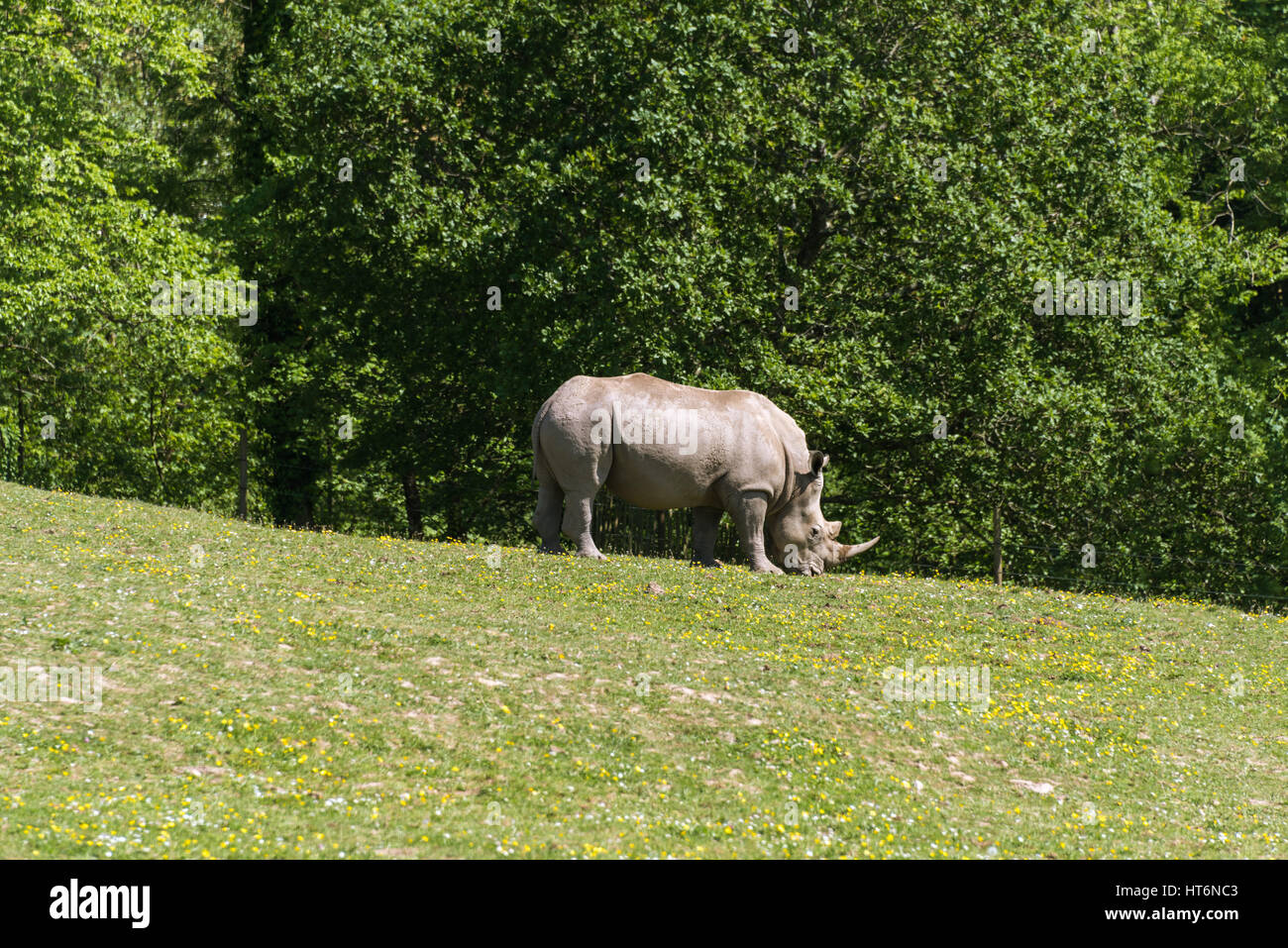 southern white square-lipped rhinoceros rhino Stock Photo - Alamy