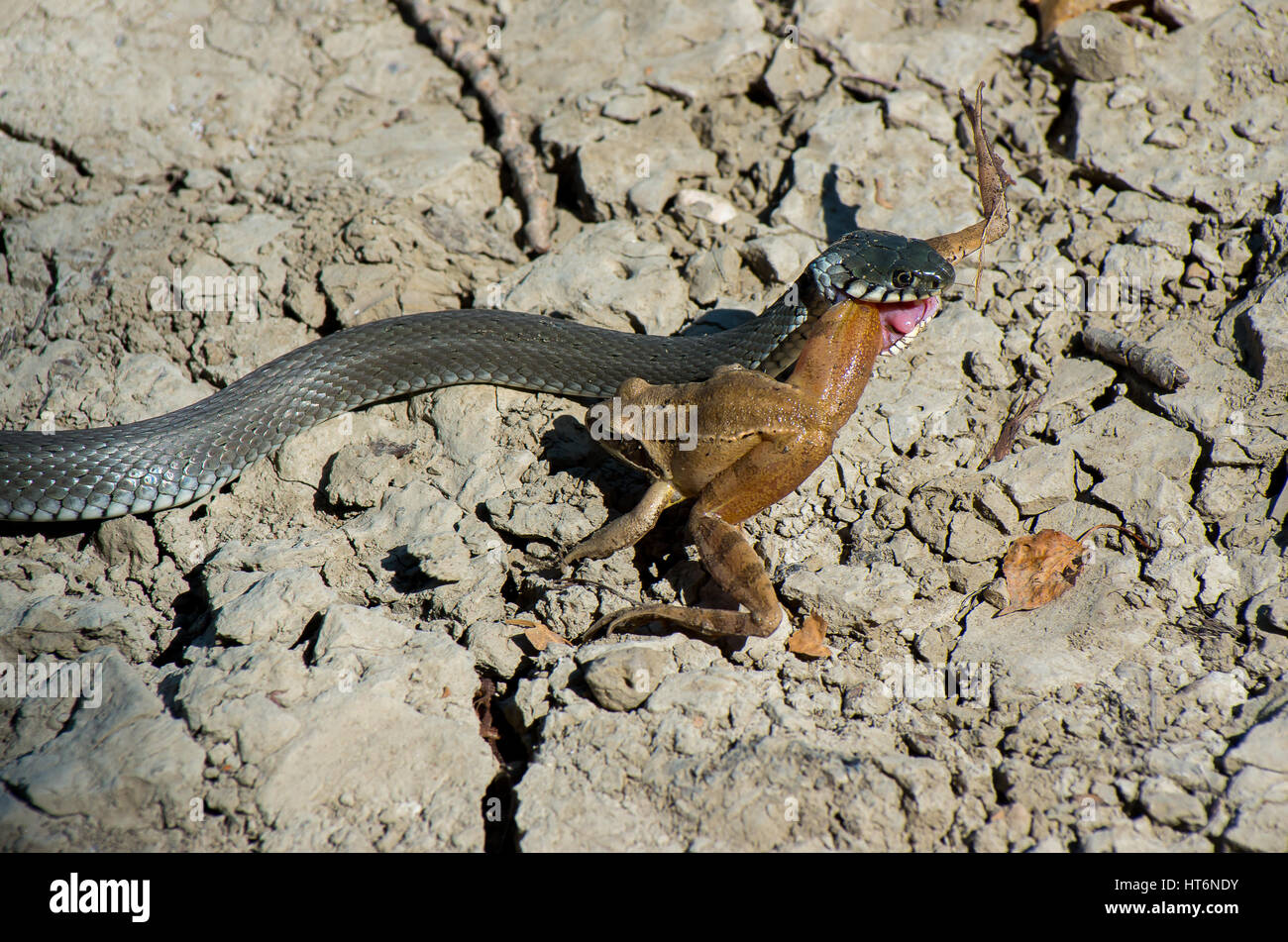 Water snake (Natrix natrix) and forest long-legged frog (Rana dalmatina ...
