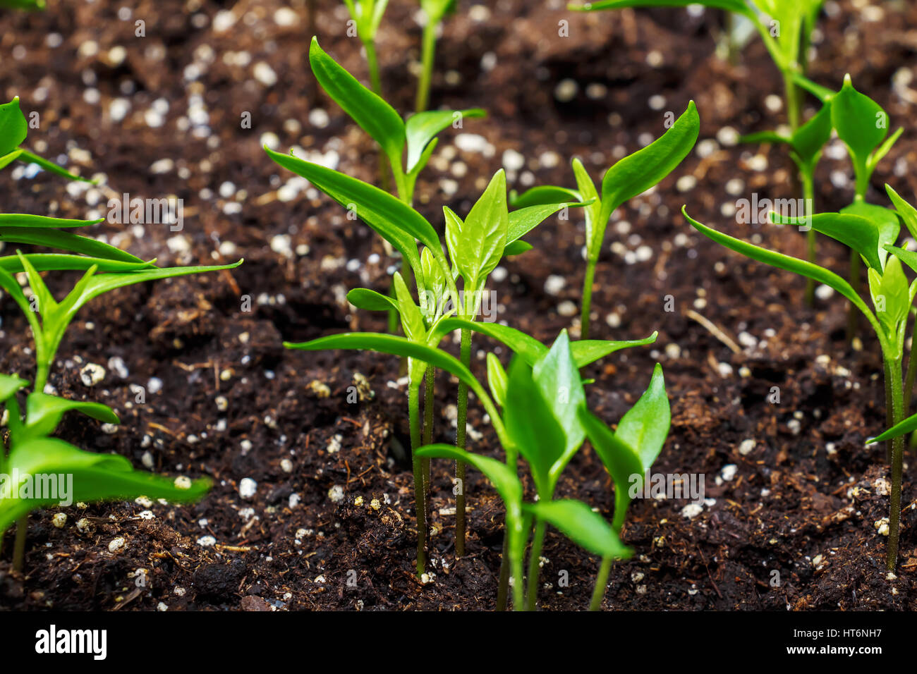 Fresh green sprouts grow from the soil. Selective focus Stock Photo - Alamy