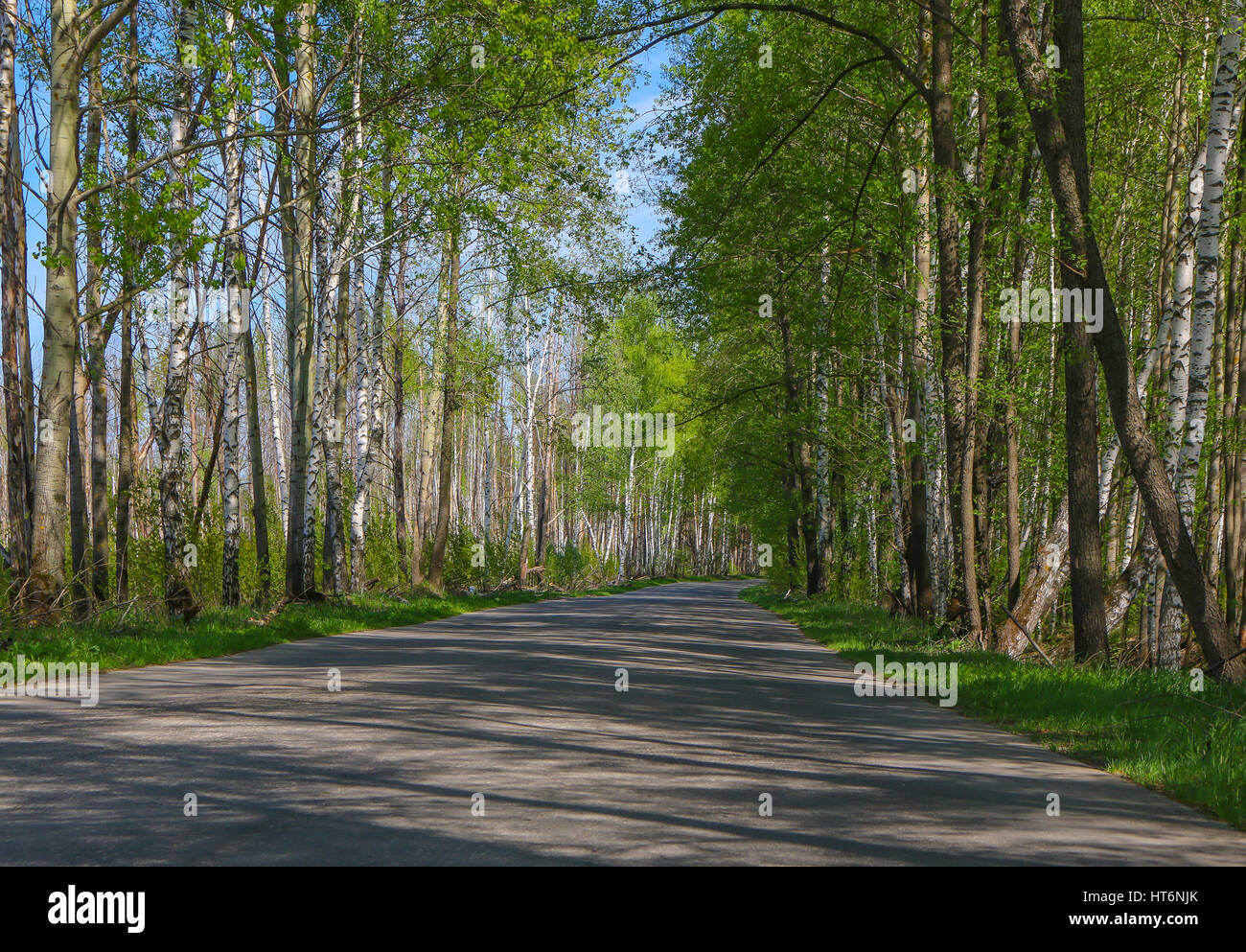 Road with birch trees in young green leaves in spring sunny day Stock ...
