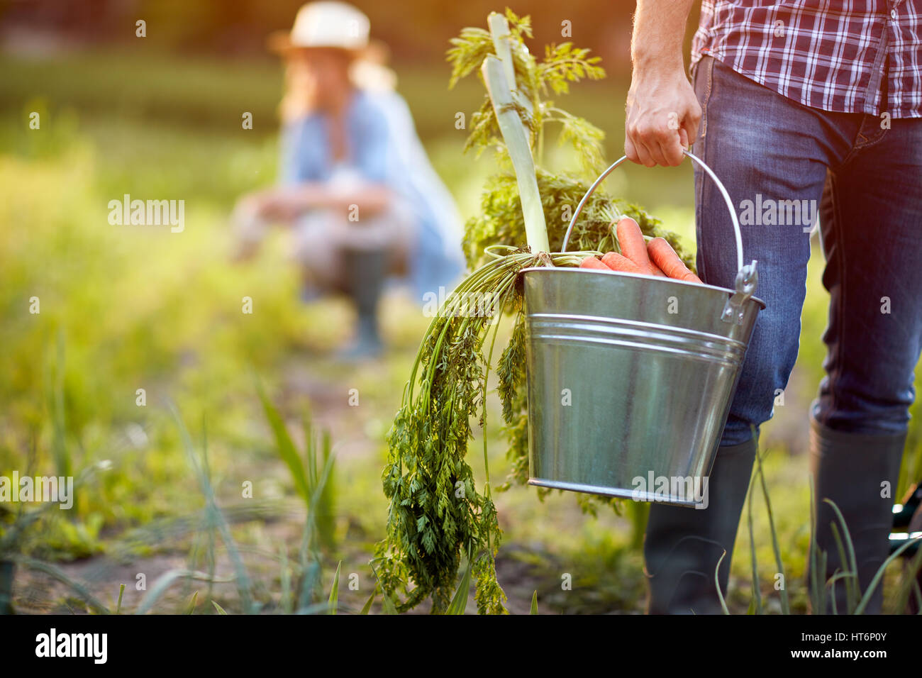 Growing carrots bucket hi-res stock photography and images - Alamy