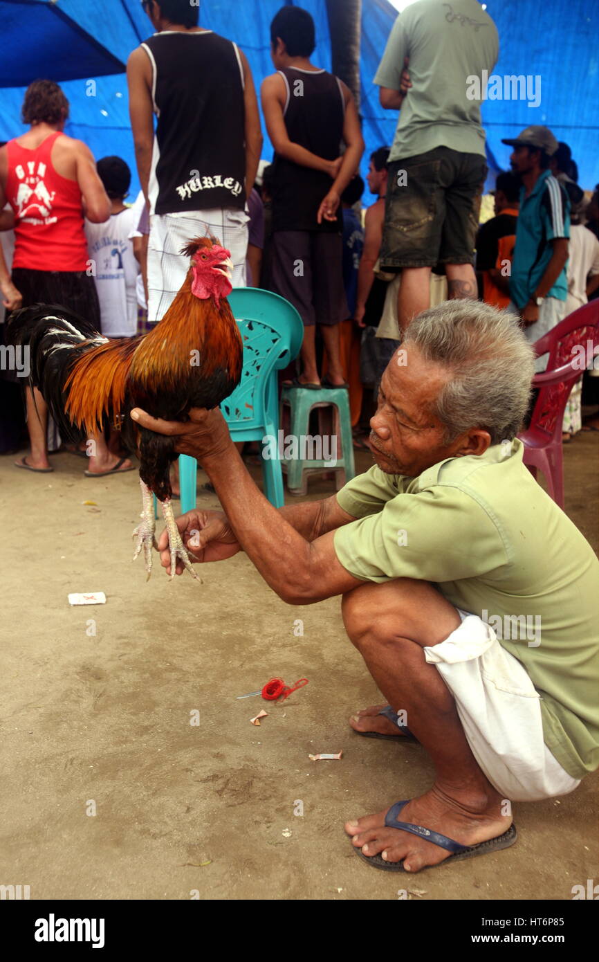 a traditional cook fight on the Island Nusa Lembongan Island near the ...