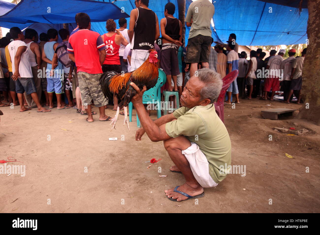 a traditional cook fight on the Island Nusa Lembongan Island near the ...