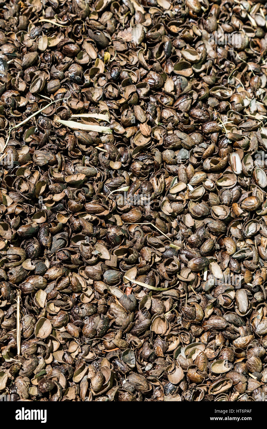 Nutmeg Shells for background or textures Stock Photo - Alamy