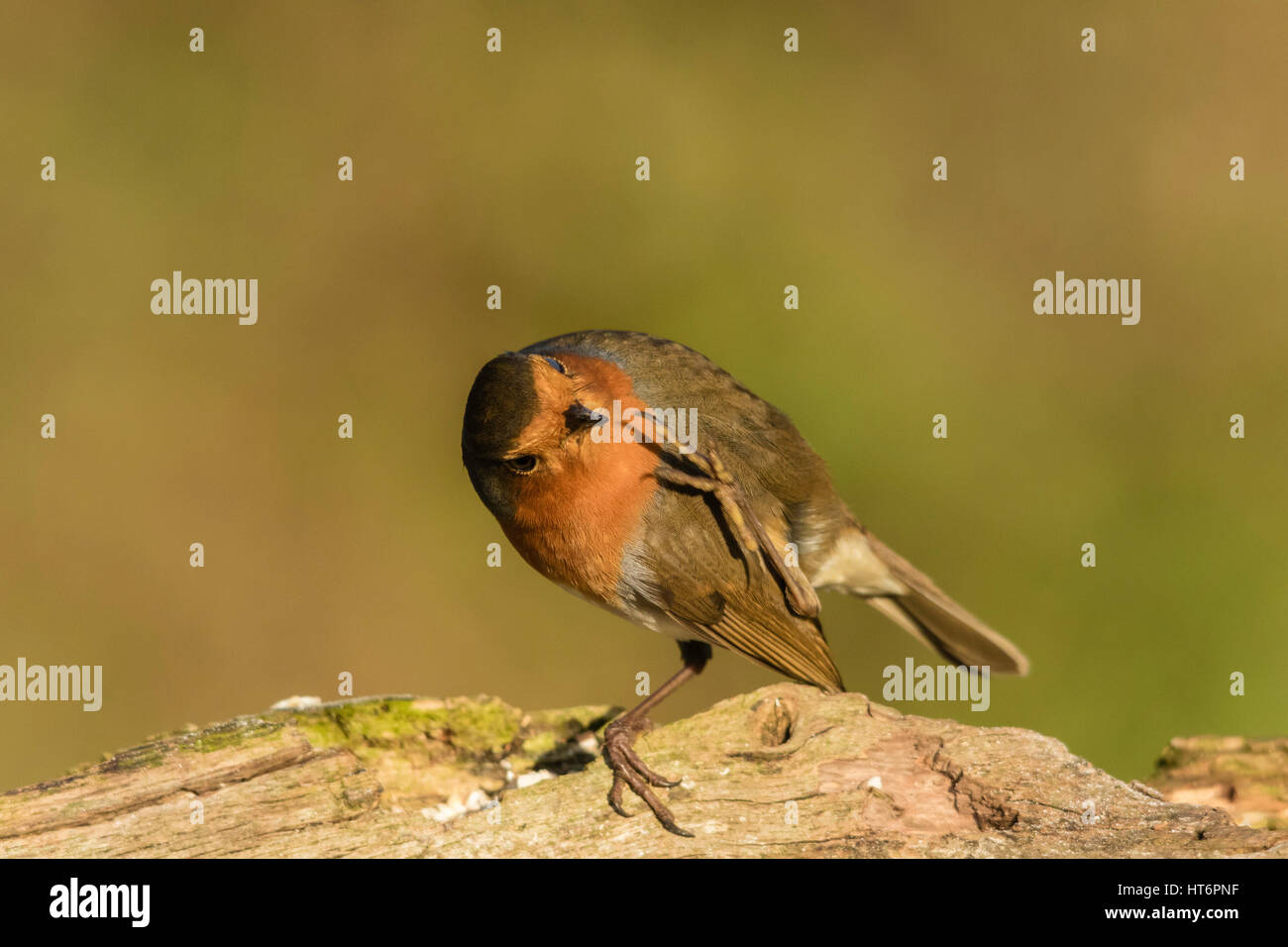 Robins nest trees hi-res stock photography and images - Alamy