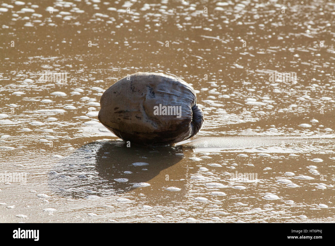 Coconut (Cocus nucifera). Hard woody fibrous shell containing one ...