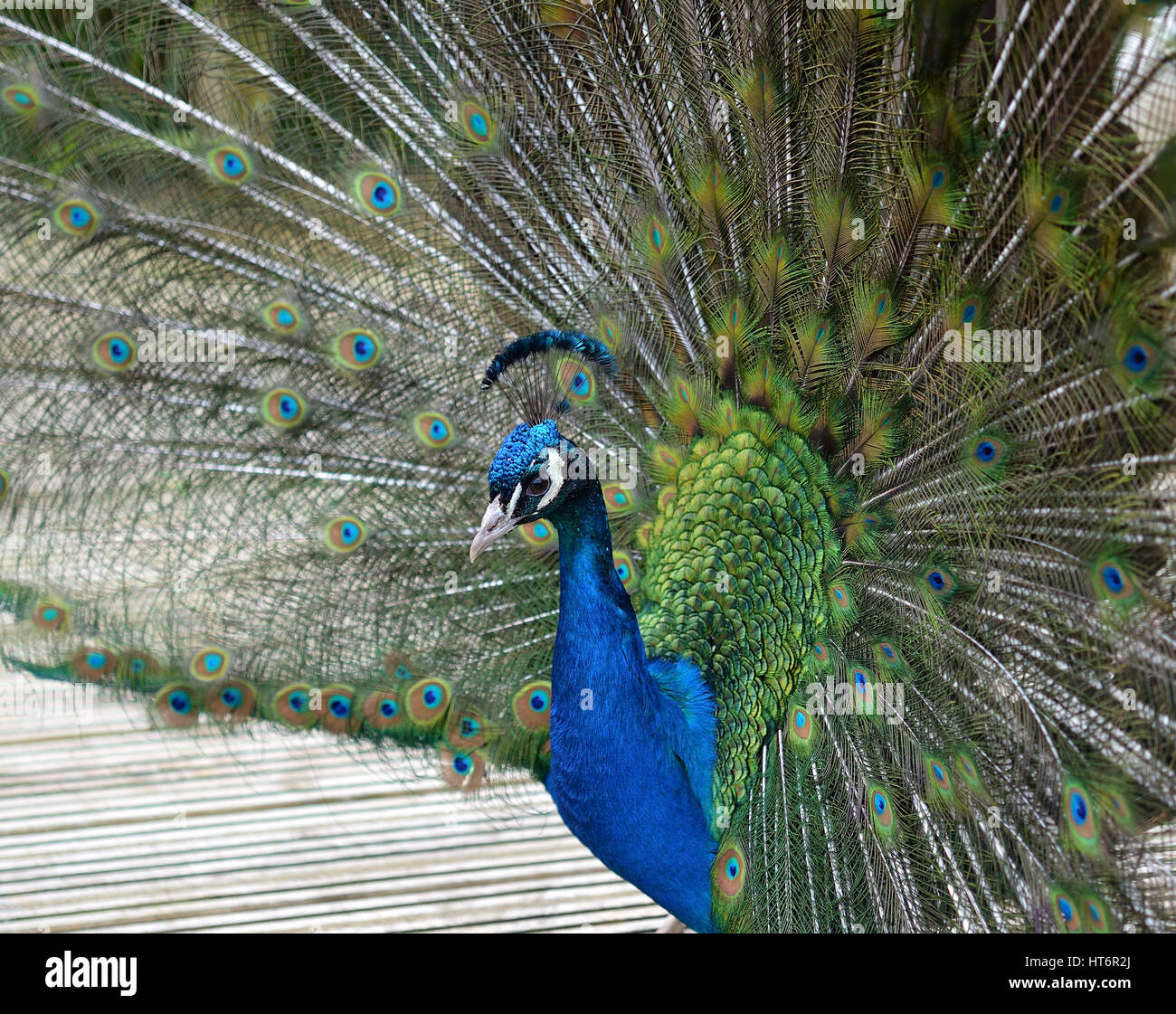 Peacock face hi-res stock photography and images - Alamy