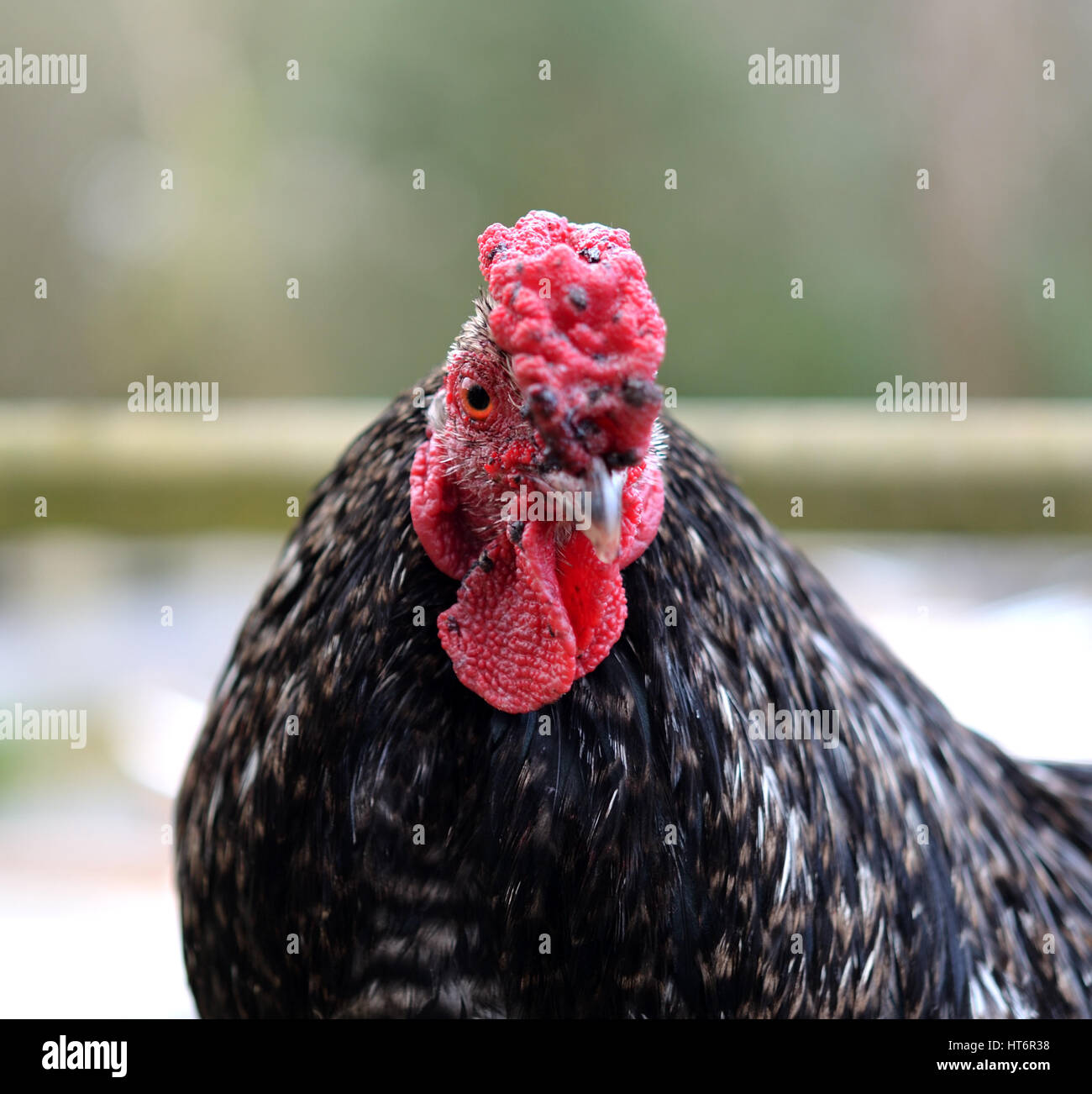 Black cockerel posing for the camera Stock Photo - Alamy